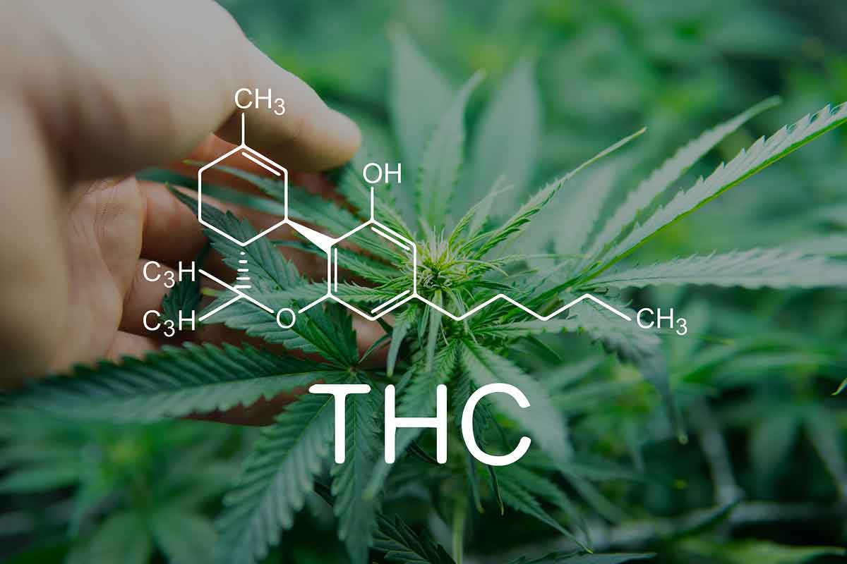 Why Check the THC Level of the Marijuana Seeds - MJ Seeds Canada