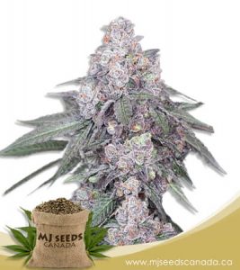 White Runtz Autoflowering Marijuana Seeds | MJ Seeds Canada