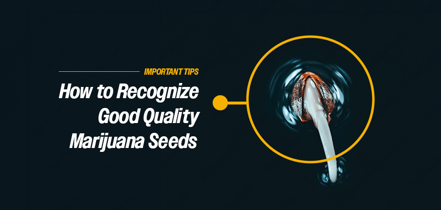Important Tips: How to Recognize Good Quality Marijuana Seeds - MJ ...