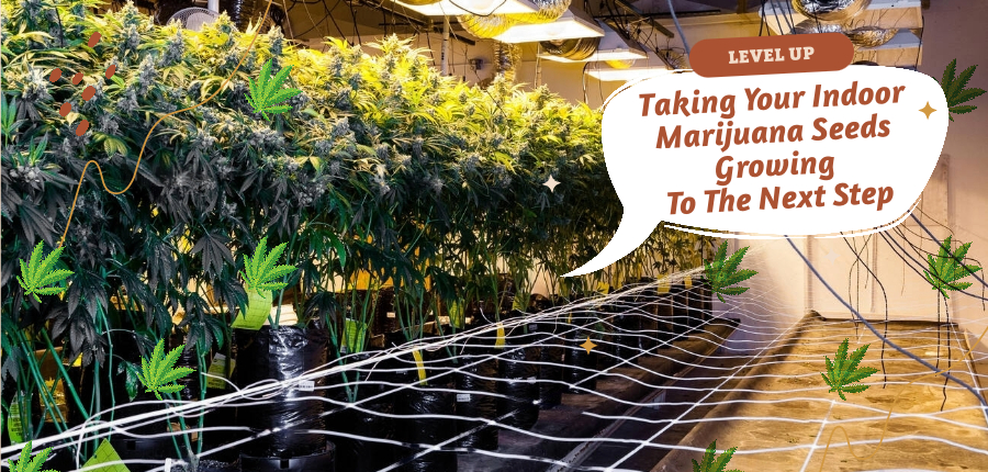 Level Up: Taking Your Indoor Marijuana Seeds Growing To The Next Step ...