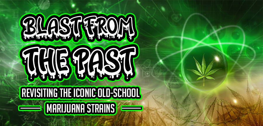 Blast from the Past: Revisiting the Iconic Old-School Marijuana Strains - MJ Seeds Canada