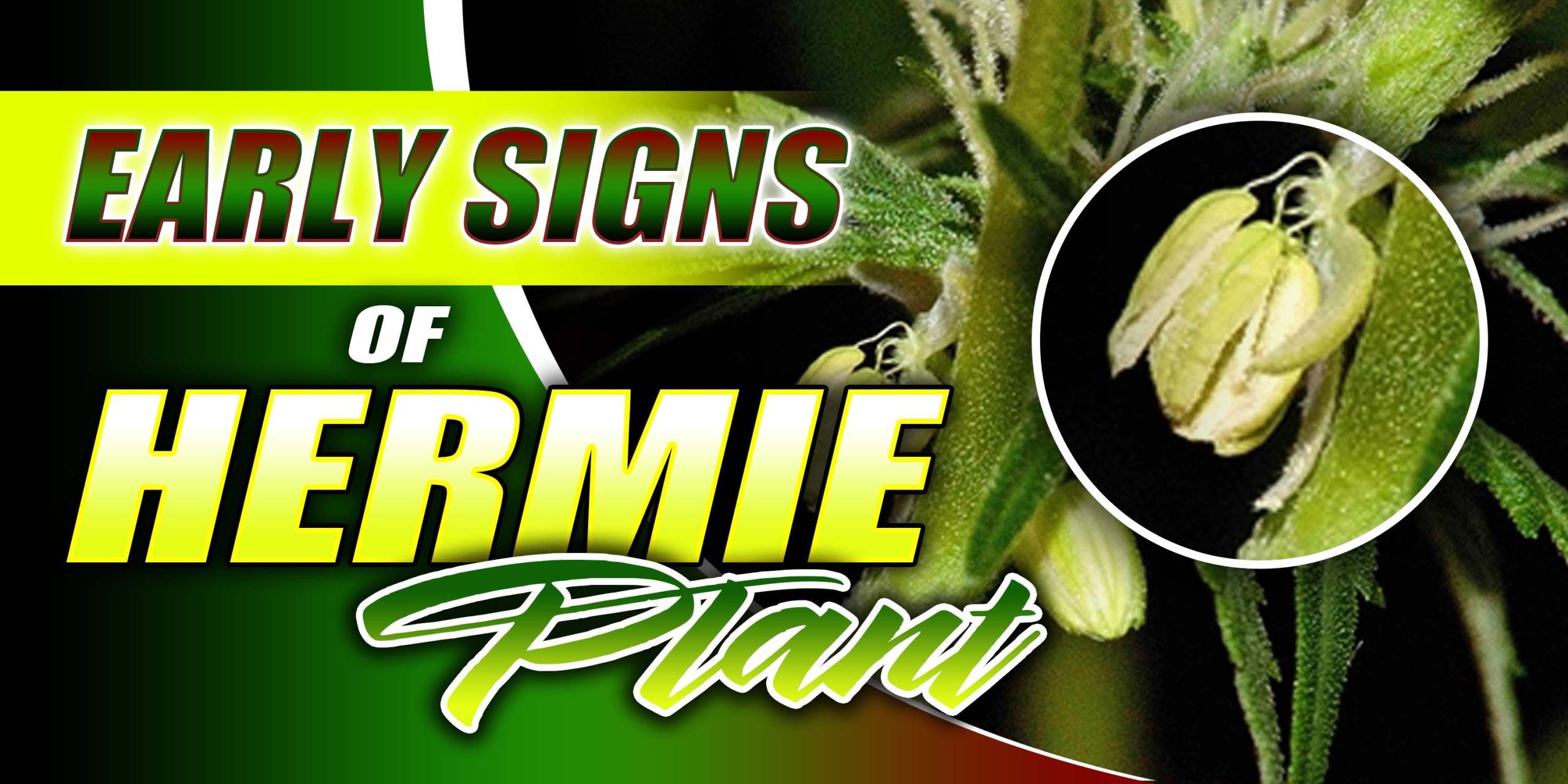 Early Signs of Hermie Plant | MJ Seeds Canada