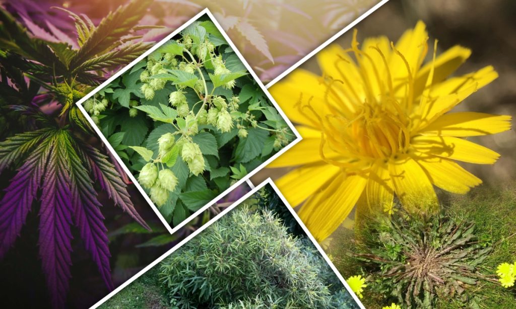 Plants That Look Like Weed | MJ Seeds Canada