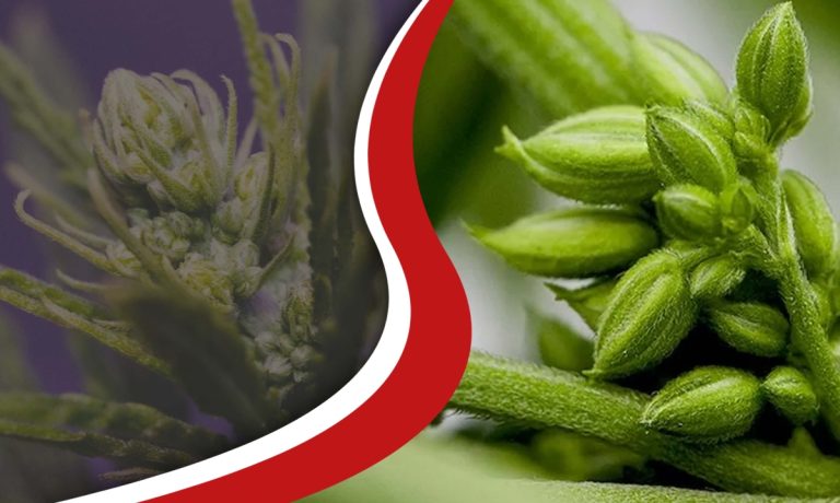 Understanding How Cannabis Pollen Works - MJ Seeds Canada