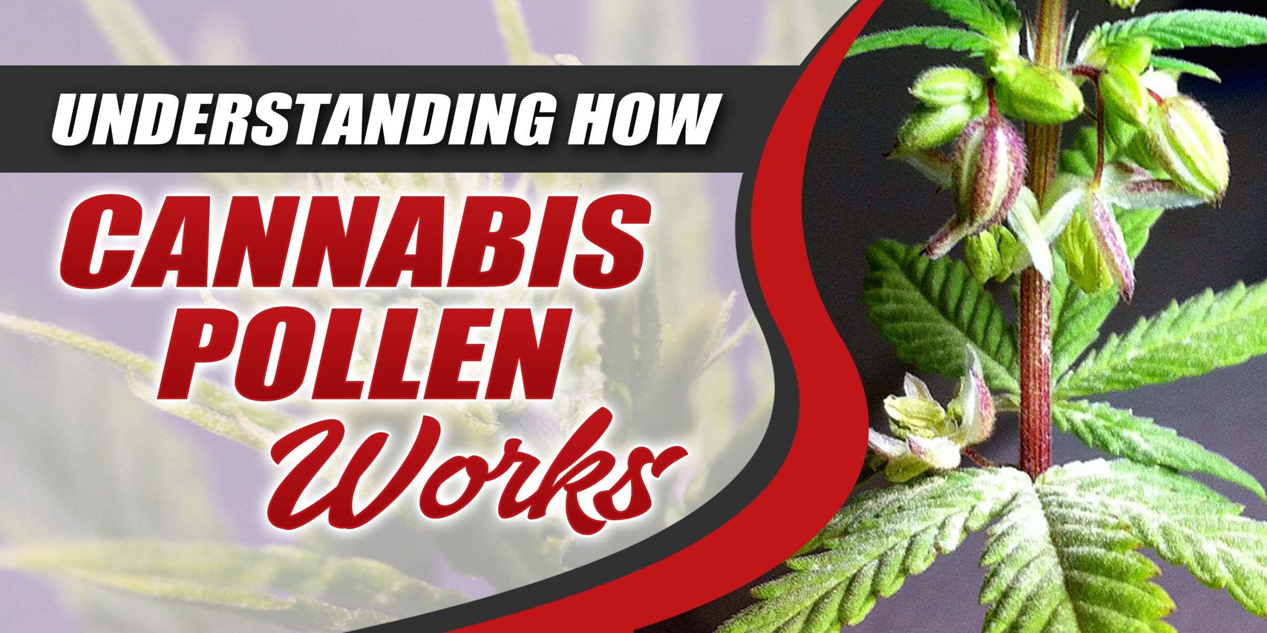 Understanding How Cannabis Pollen Works - MJ Seeds Canada