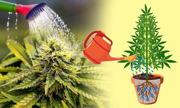 How To Flush Cannabis? - MJ Seeds Canada