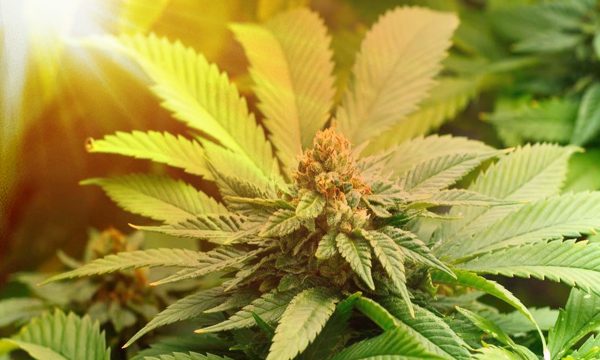 Understanding Light Bleached Buds: Causes, Symptoms, and Treatment - MJ ...