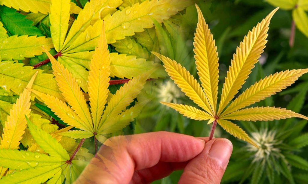 Understanding Light Bleached Buds: Causes, Symptoms, and Treatment - MJ ...