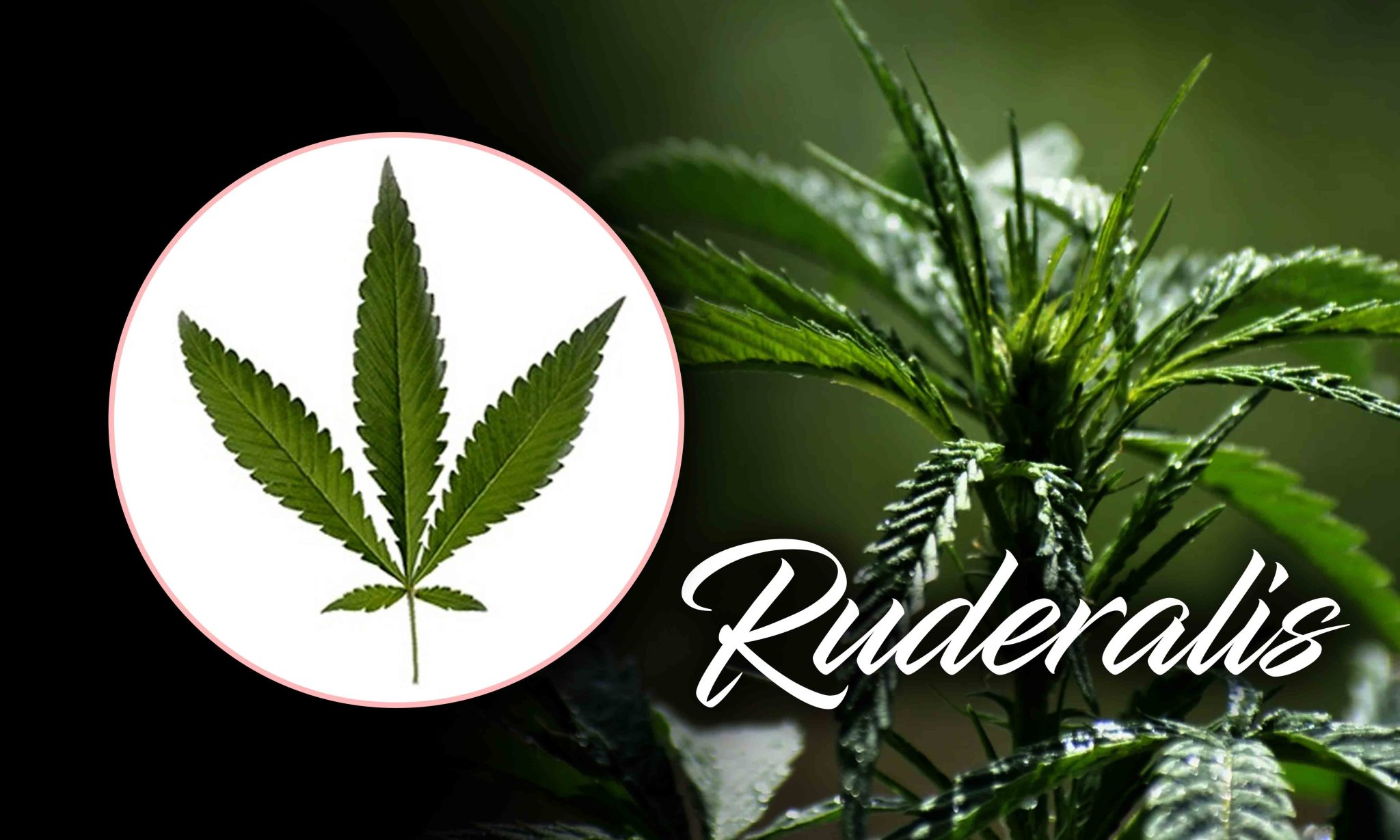 What Is Ruderalis - MJ Seeds Canada.