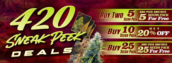 Marijuana Seeds Canada | Cannabis Seeds For Sale | MjseedsCanada